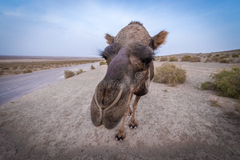 218 Iran Desert Camel Stock Photos - Free & Royalty-Free Stock Photos ...