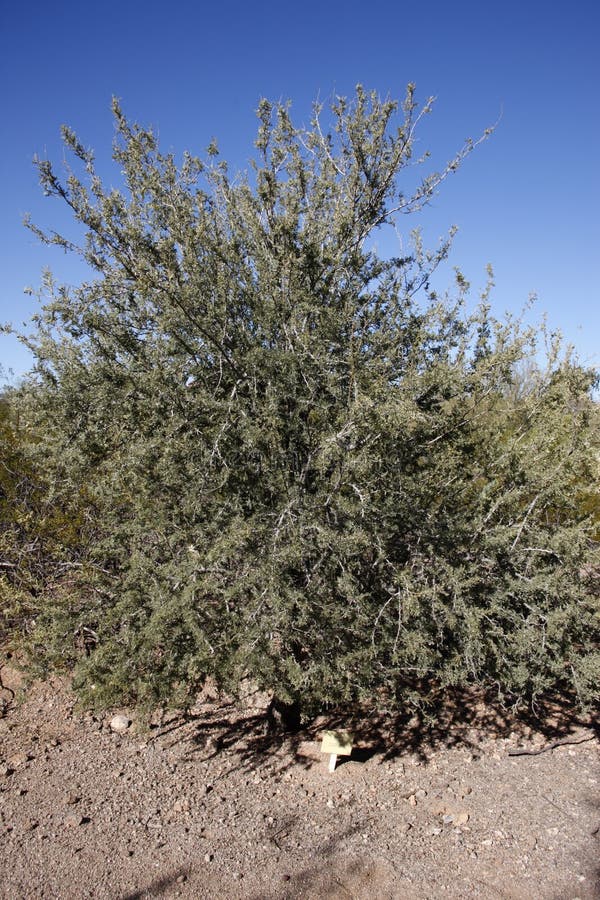 Desert Ironwood Bush, Olneya Tesota Stock Image - Image of olneya ...