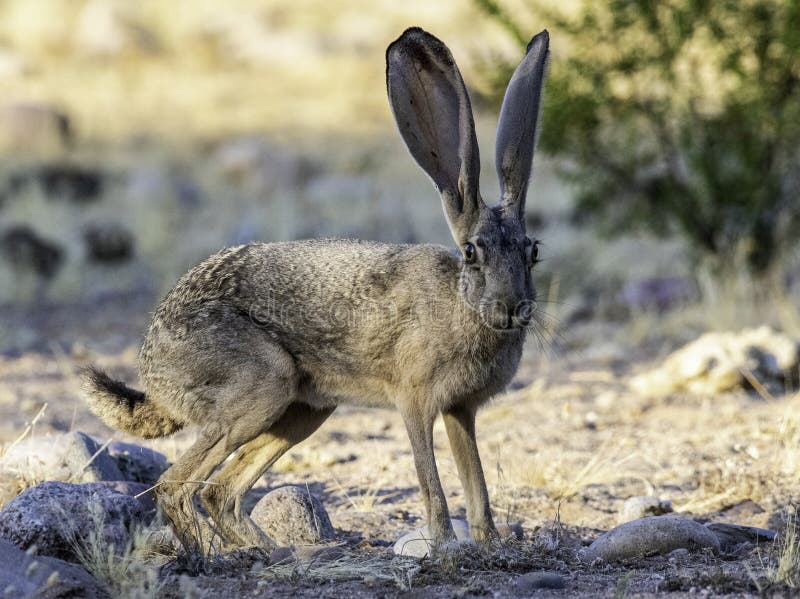 Desert Jackrabbit Near the Lower Salt River in Arizona Stock Image ...