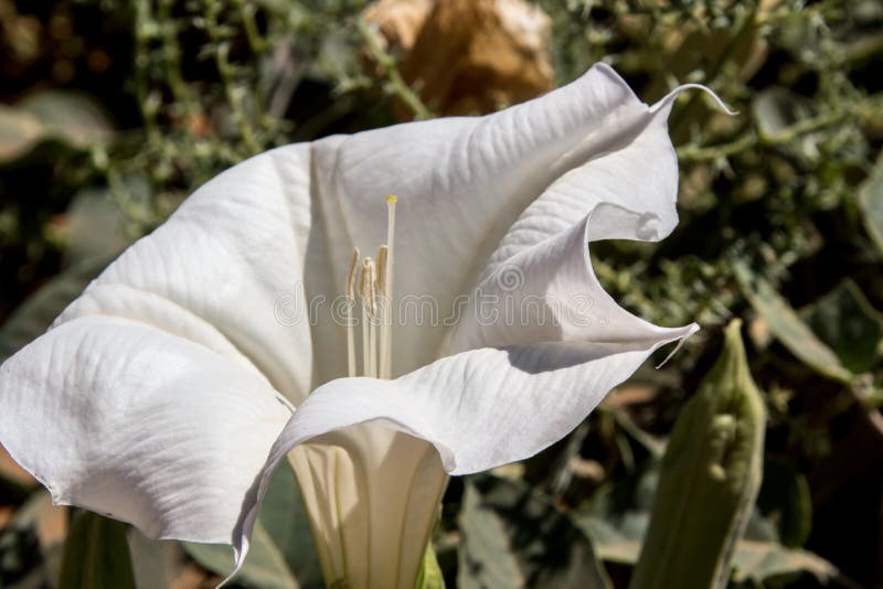 Desert Jimson Weed stock photo. Image of poisonous, jimson - 80808234