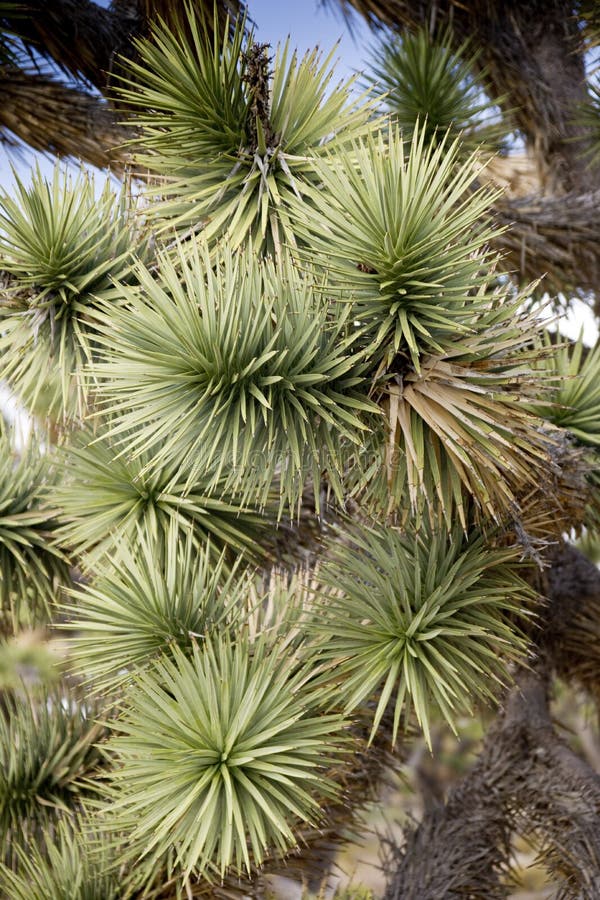 Desert Joshua Tree stock photo. Image of vivid, leaves - 23942182