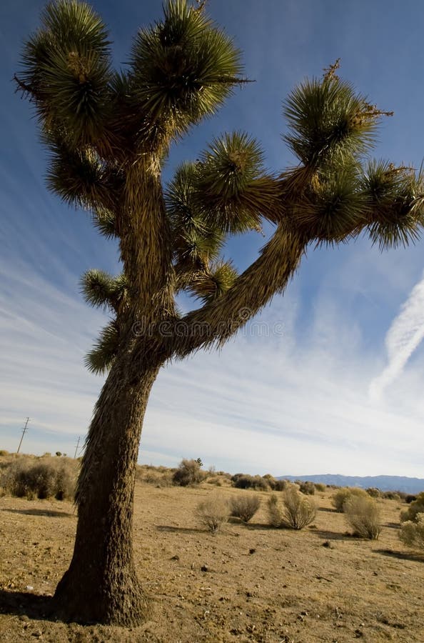 Desert Joshua Tree stock image. Image of nature, western - 7259437