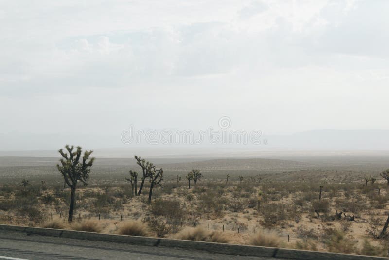 Desert. Joshua tree. stock photo. Image of stars, wilderness - 144869628