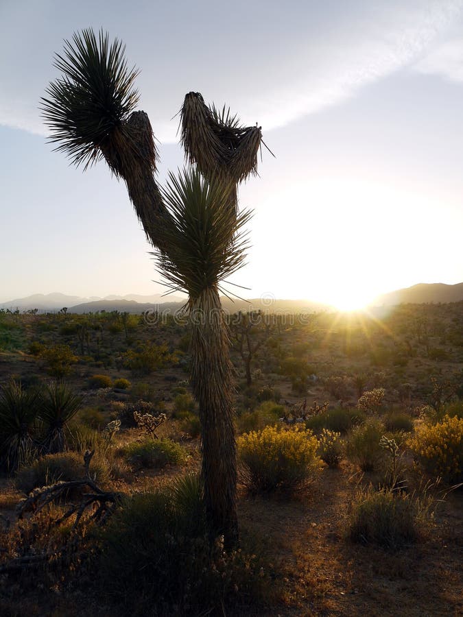 Desert: Joshua Tree at Sunset Stock Photo - Image of cactus, shadow ...