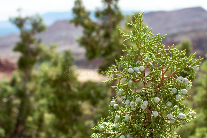 Desert Juniper Berries stock image. Image of liquor - 202287597