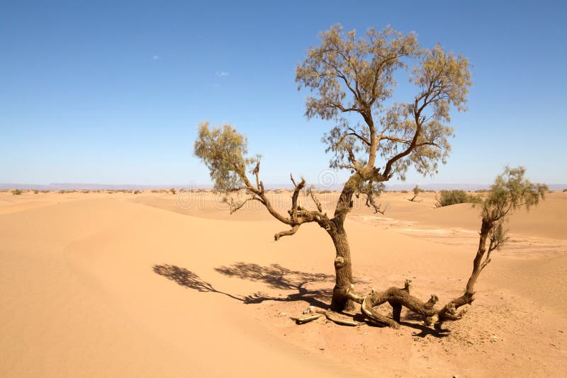 Erg, Desert, Aeolian Landform, Landscape Picture. Image: 114791070