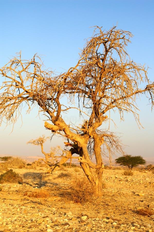 Dry Tree Desert Landscape Free Stock Photos & Pictures, Dry Tree Desert ...