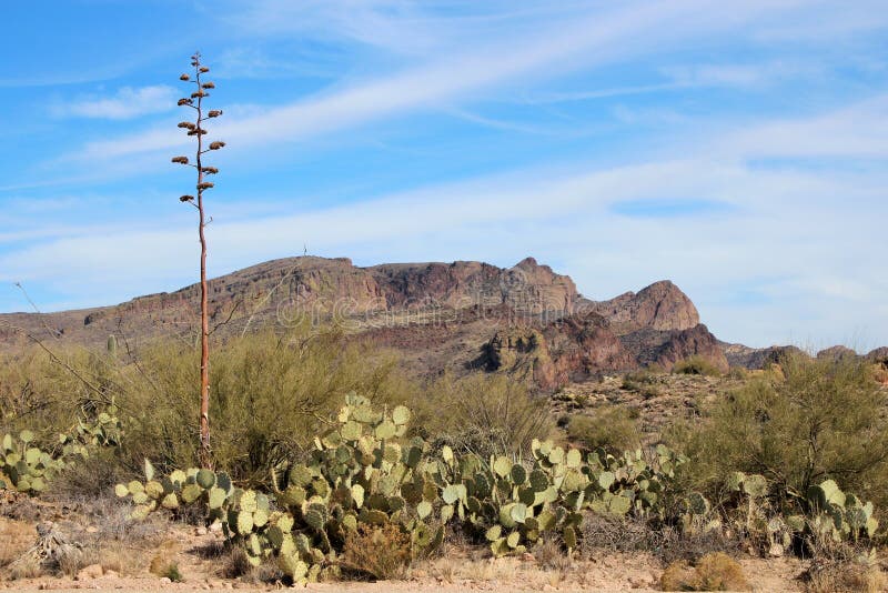 Desert Landscape stock photo. Image of cactus, region - 31440684