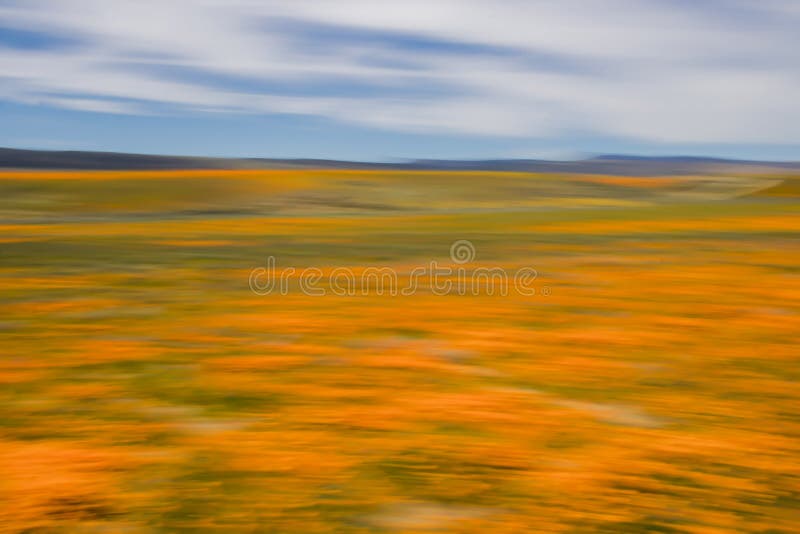Desert Landscape with Bright Orange Poppies Under Blue Sky in Blurred ...