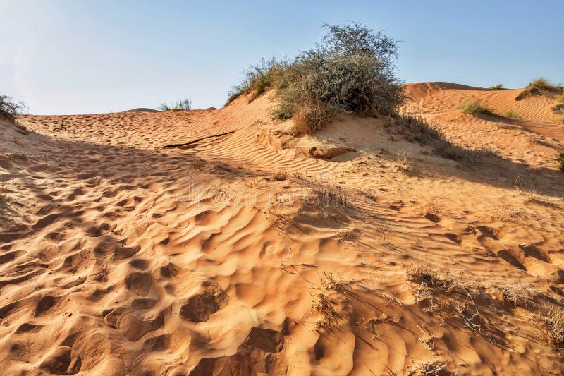 Desert Landscape with Bush, Ras Al Khaimah Stock Photo - Image of ...