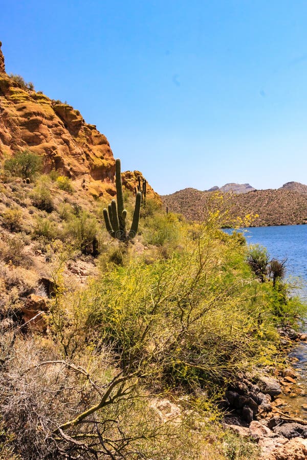 A Desert Landscape with a Cactus and a Tree Stock Image - Image of ...