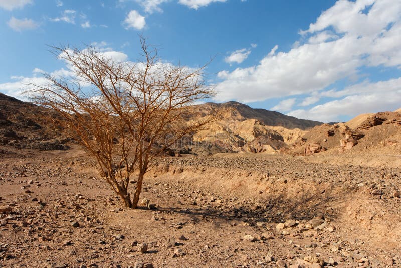 Desert Landscape with Dry Acacia Tree Stock Photo - Image of landscape ...