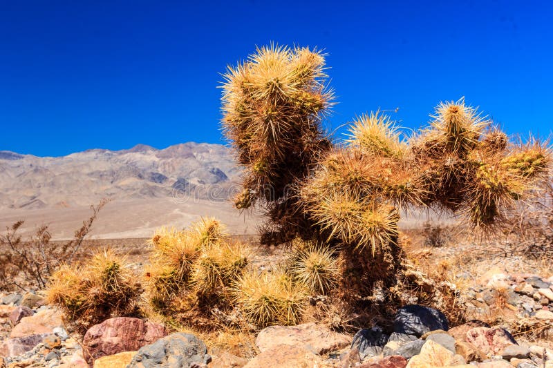 A Desert Landscape with a Large Cactus in the Foreground Stock Photo ...