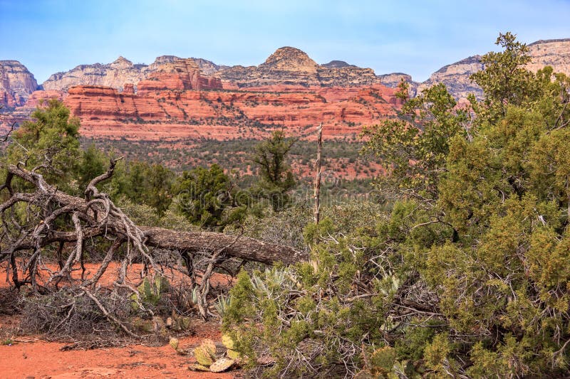 Desert Landscape Large Tree Trunk Foreground Stock Photos - Free ...