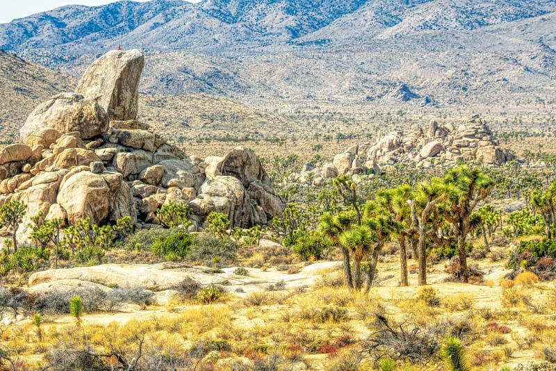 Desert Scene with Joshua Trees Stock Image - Image of beautiful, scene ...