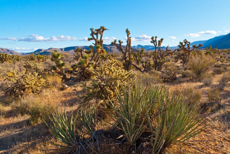 Desert Landscape in Nevada, USA. Stock Photo - Image of beauty ...