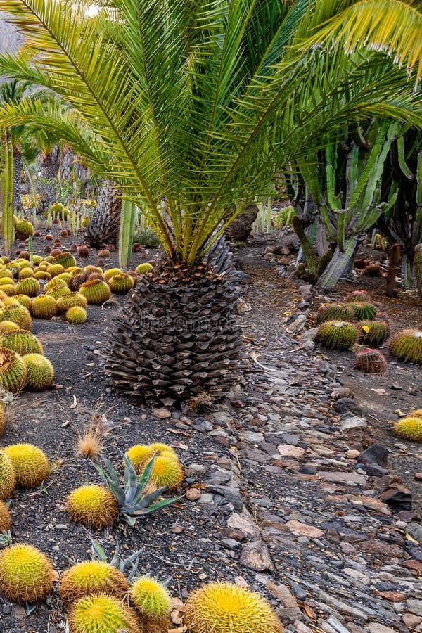 A Desert Landscape with a Palm Tree and a Bunch of Cacti Stock Photo ...
