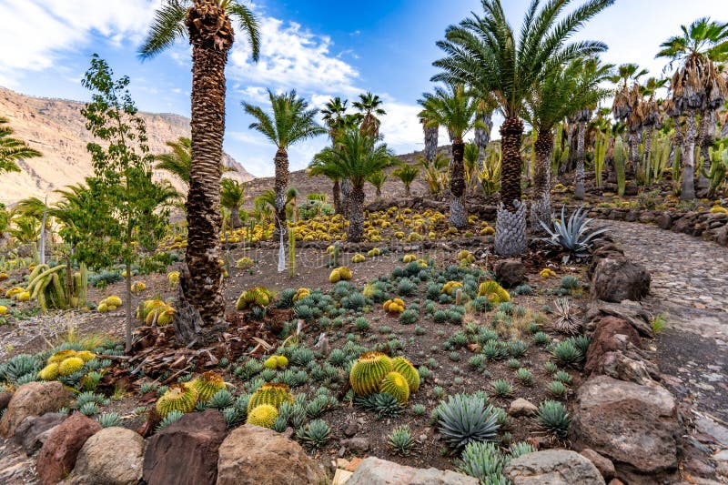 A Desert Landscape with a Path and Palm Trees Stock Photo - Image of ...