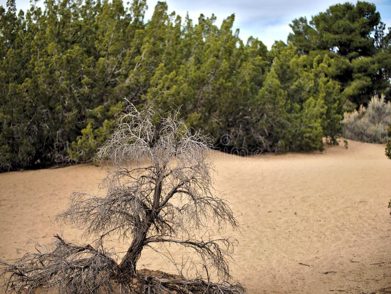 Desert Landscape with Plants and Sandy Dirt. Stock Image - Image of ...