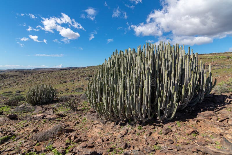 A Desert Landscape with Rocks and Cactus Stock Image - Image of nature ...