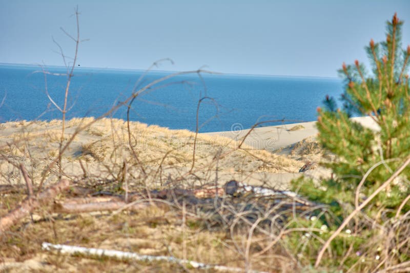 Desert Landscape. Sand, Sparse Vegetation Stock Image - Image of pine ...