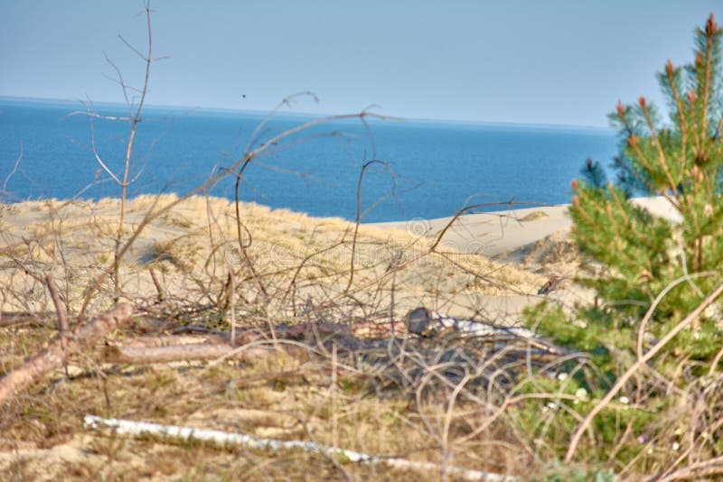 Desert Landscape. Sand, Sparse Vegetation Stock Photo - Image of pine ...