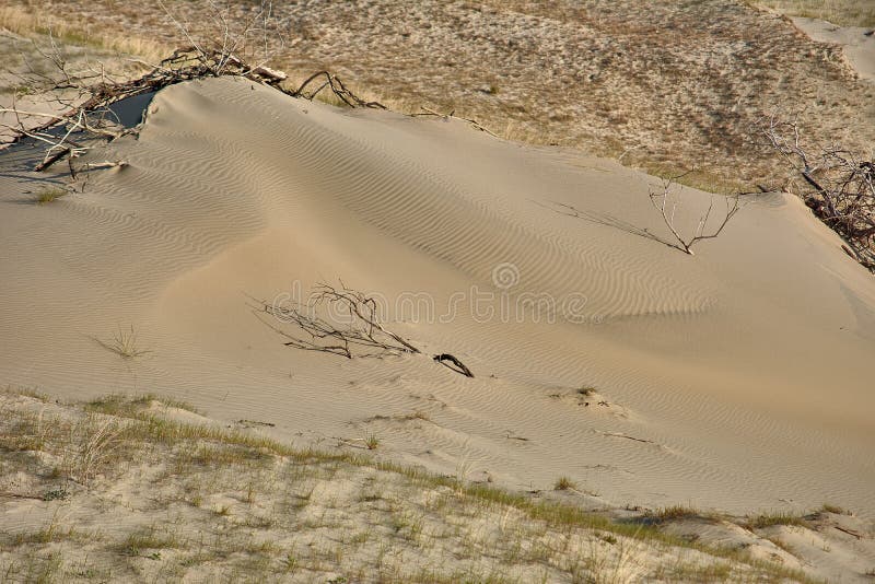 Desert Landscape. Sand, Sparse Vegetation Stock Image - Image of tide ...