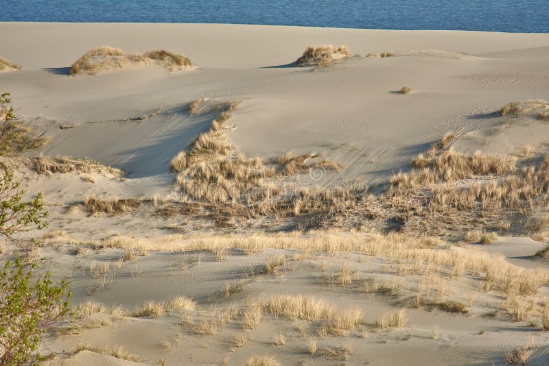 Desert Landscape. Sand, Sparse Vegetation Stock Image - Image of russia ...