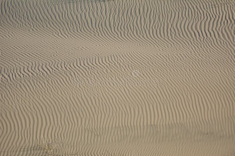 Desert Landscape. Sand, Sparse Vegetation Stock Image - Image of summer ...