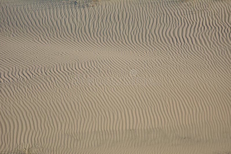 Desert Landscape. Sand, Sparse Vegetation Stock Image - Image of summer ...