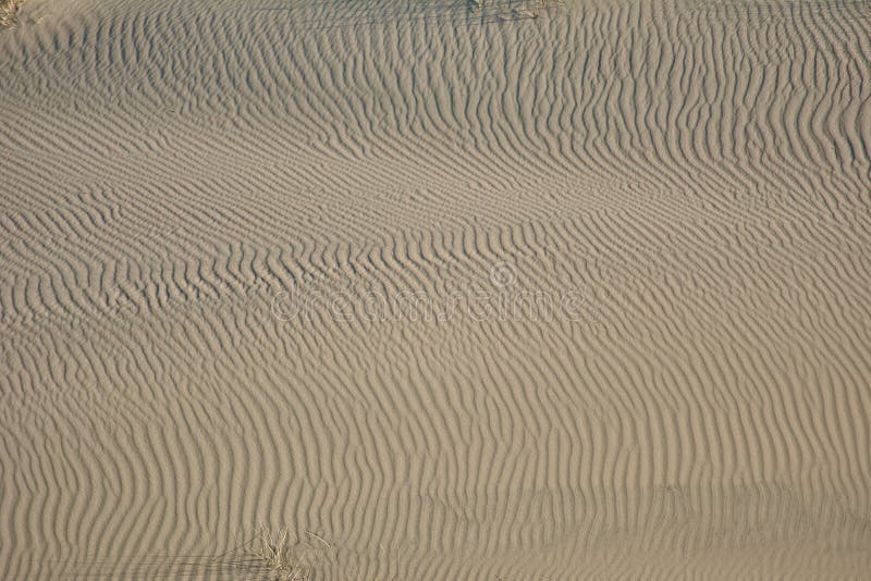 Desert Landscape. Sand, Sparse Vegetation Stock Image - Image of ...