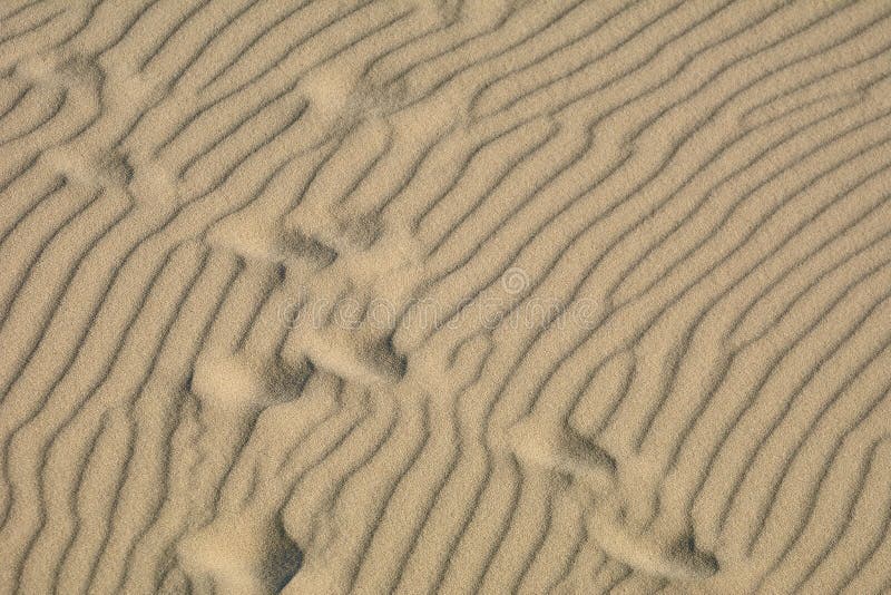 Desert Landscape. Sand, Sparse Vegetation Stock Photo - Image of forest ...