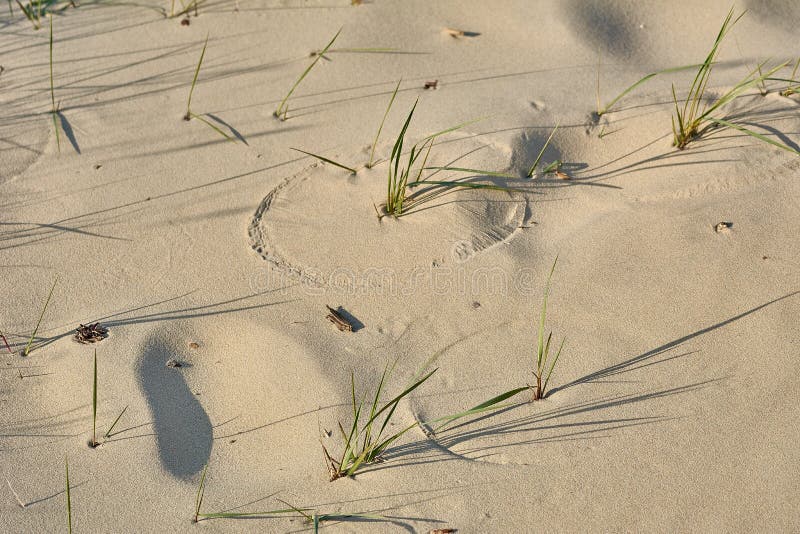 Desert Landscape. Sand, Sparse Vegetation Stock Photo - Image of summer ...