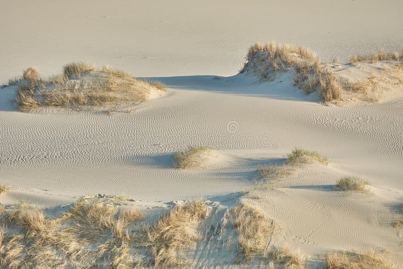Desert Landscape. Sand, Sparse Vegetation Stock Photo - Image of pine ...