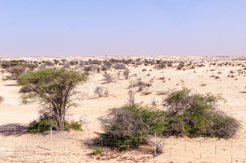 Desert Landscape stock photo. Image of green, sand, plants - 272165540