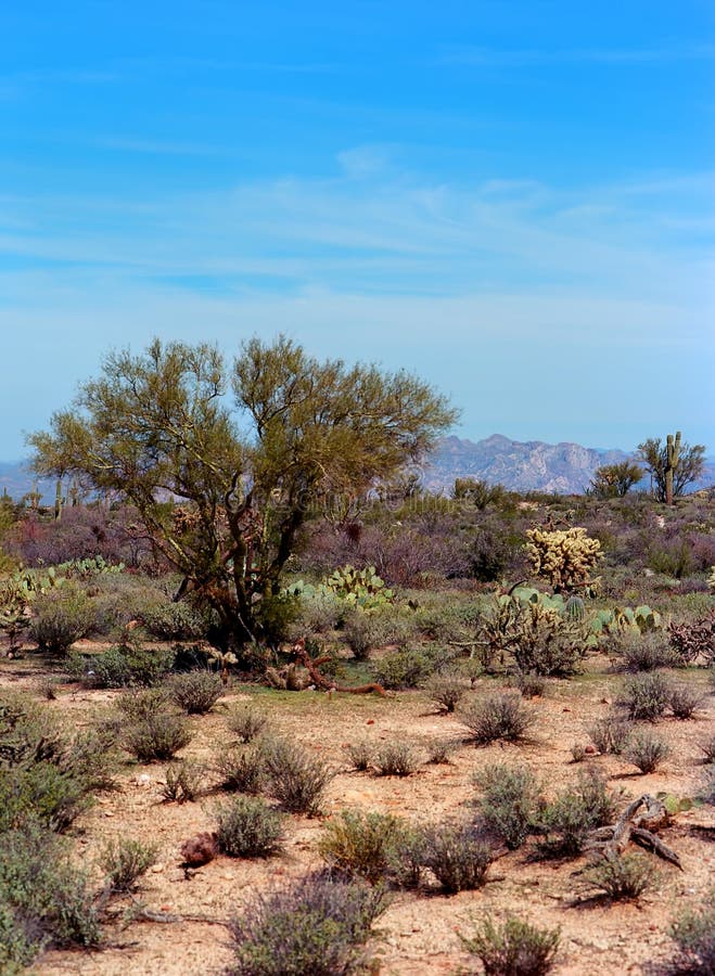 Desert Landscape stock image. Image of open, mountain - 39309773