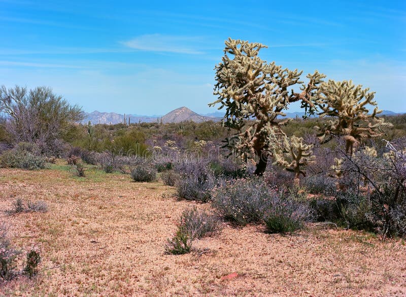 Desert Landscape stock photo. Image of spring, southwestern - 39610314