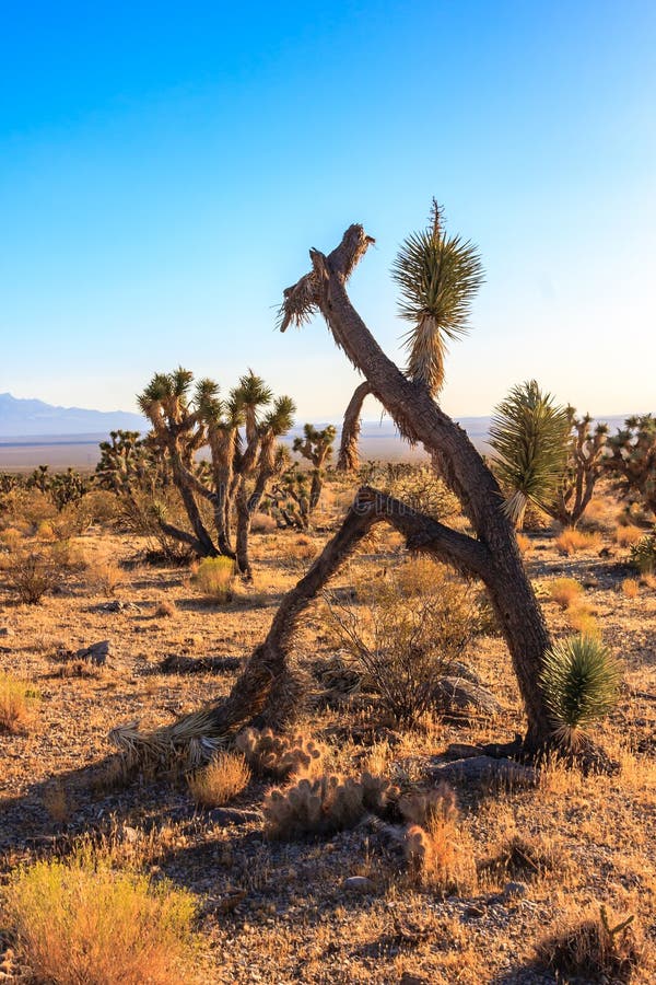 A Desert Landscape with a Tree that Has Been Cut in Half Stock Image ...
