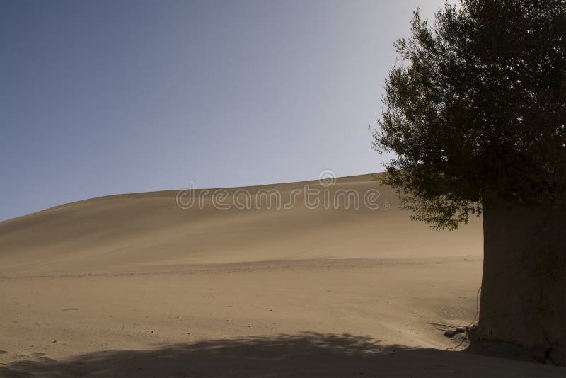 Desert Landscape with a Tree Stock Image - Image of pattern, sand: 46229409