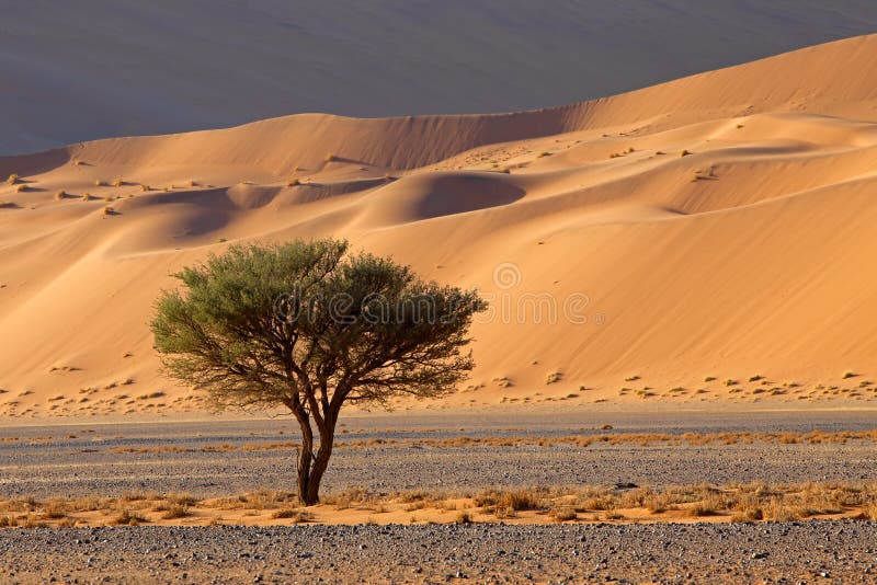 Desert Landscape with Tree - Namibia Stock Photo - Image of natural ...