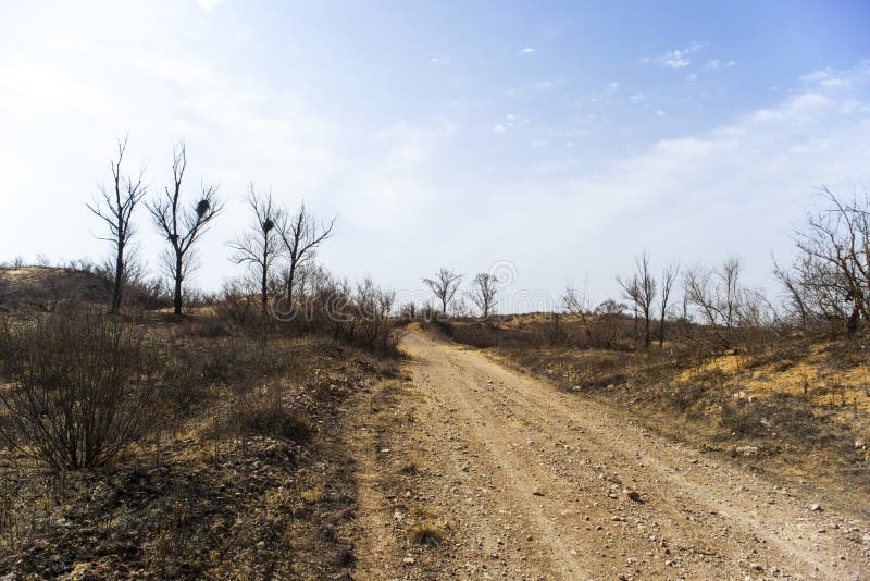 Desert Landscapes in Arid Regions Stock Image - Image of plants, trees ...