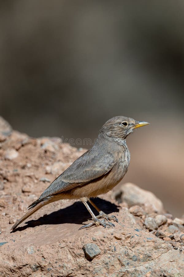 Desert Lark, Ammomanes Deserti. a Common Desert Bird Stock Image ...