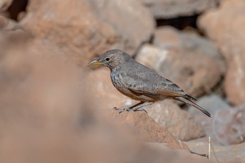 Desert Lark, Ammomanes Deserti. a Common Desert Bird Stock Photo ...