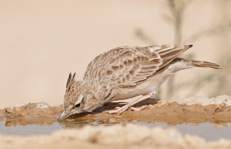 Desert Lark stock image. Image of pool, birdlife, desert - 51801597