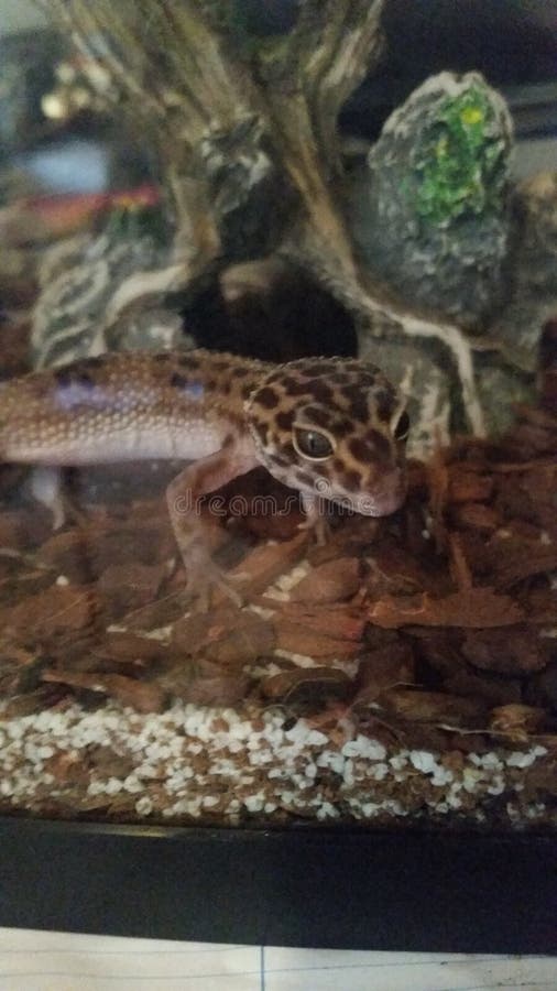 Desert leopard gecko stock image. Image of wild, exotic - 174881561