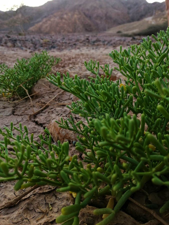 Desert life stock image. Image of produce, garden, grass - 183661889