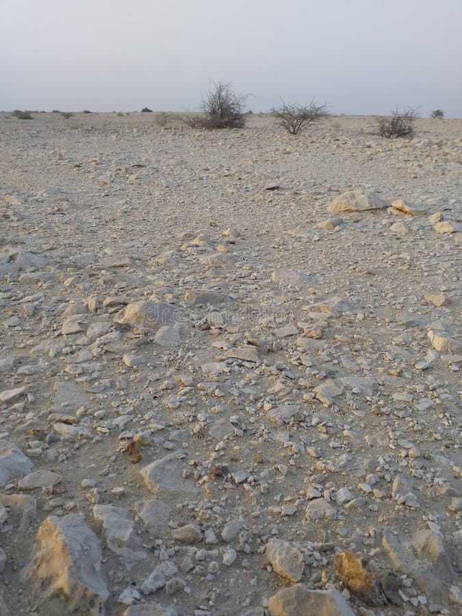 Desert life Qatar stock image. Image of mudflat, marsh - 229352715
