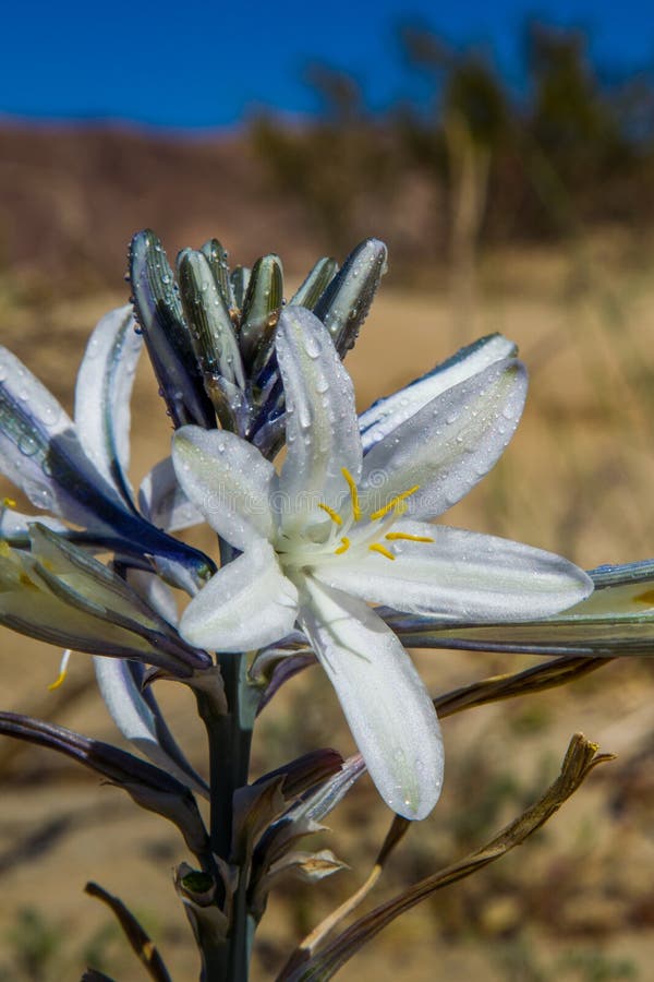 Desert lily stock photo. Image of sonoran, wild, sand - 15072410