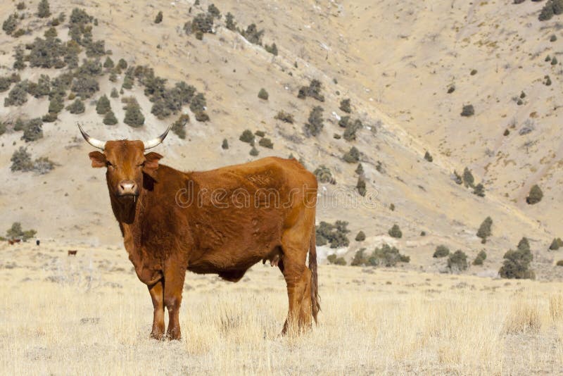 Cow in Desert Field stock photo. Image of living, range - 27413678