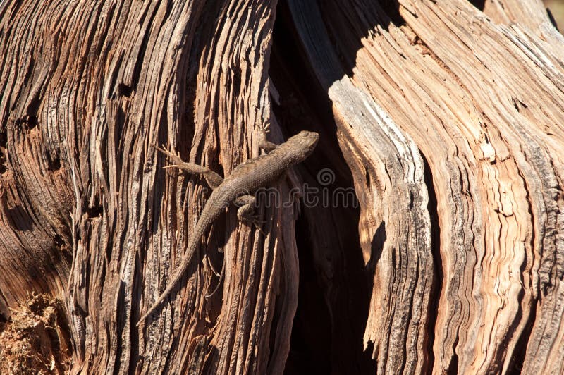 Desert lizard stock photo. Image of quick, texture, camo - 19237380